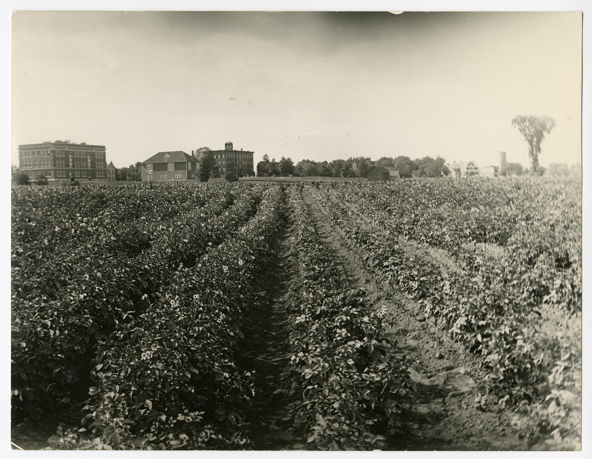SLU buildings from Agricultural School field | Digital Collections